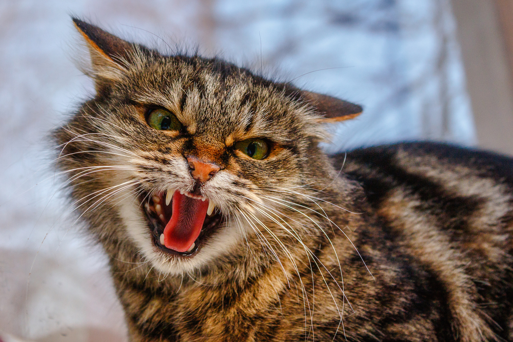 How can you handle aggression in cats? – Family Feed